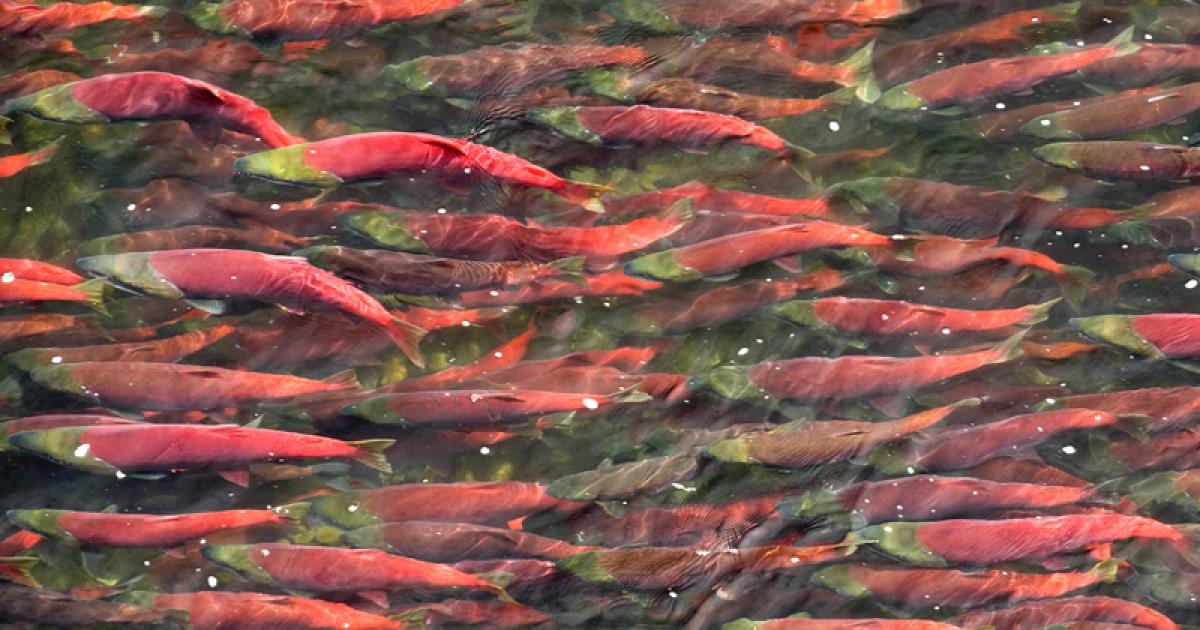 Protecting wild salmon from pollution