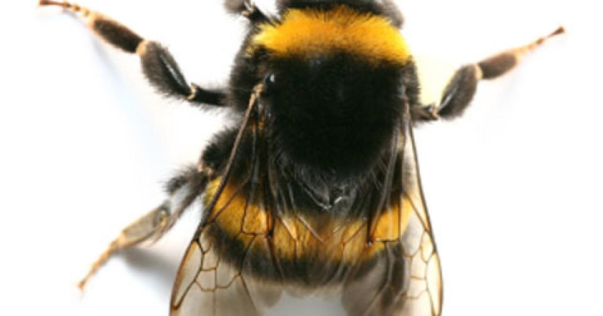 Why are bees in decline? New research to provide the answers