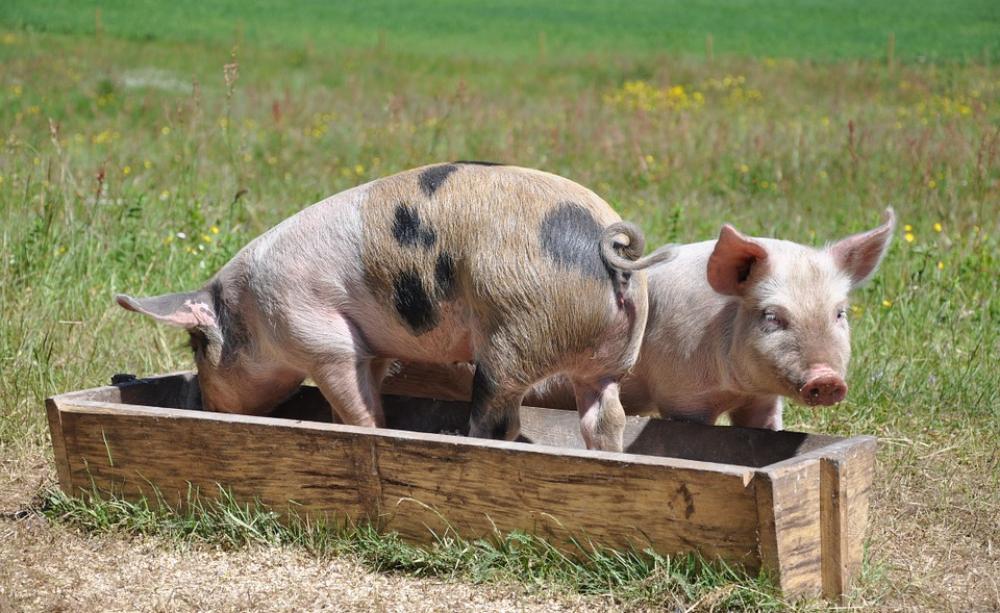 The Politics Of Pigswill Or How We Can Help Feed The World By Feeding The Politics Of Pigswill Or How We Can Help Feed The World By Feeding