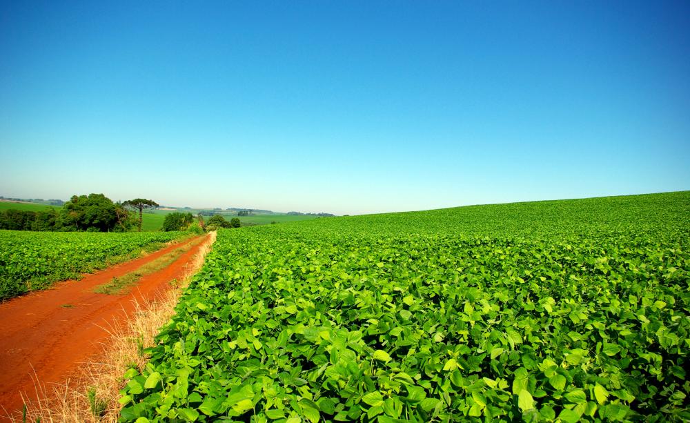 Lild certifies entire soy footprint as sustainable