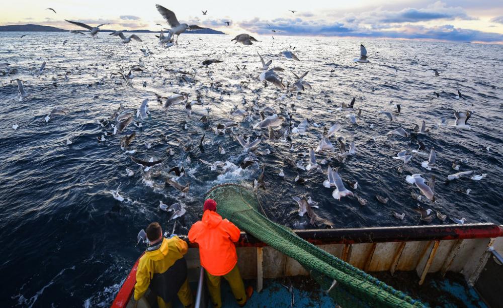 UK to ditch overfishing safeguards after Brexit | PONG-Pesca