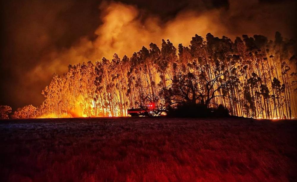 From The Ashes Of Australia s Wildfires From The Ashes Of Australia s Wildfires