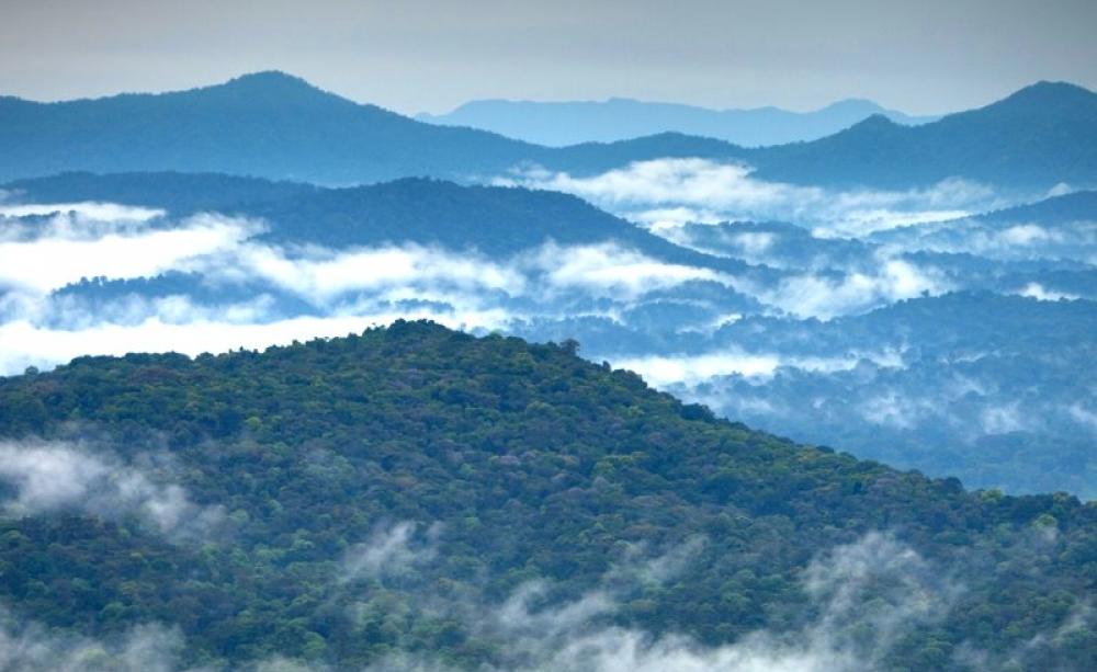 Ethiopia's vulnerable tropical forests are key to securing the future ...