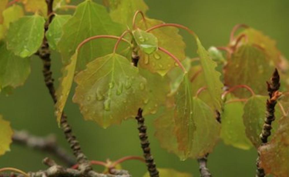 Propagation breakthrough for threatened aspen trees in Scotland