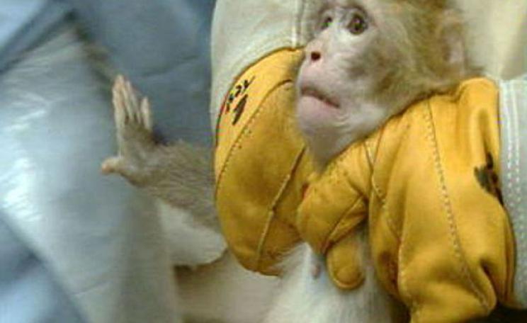 The Failures Of Animal Testing the-failures-of-animal-testing