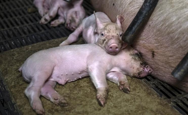 Animal Law Foundation | The Ecologist